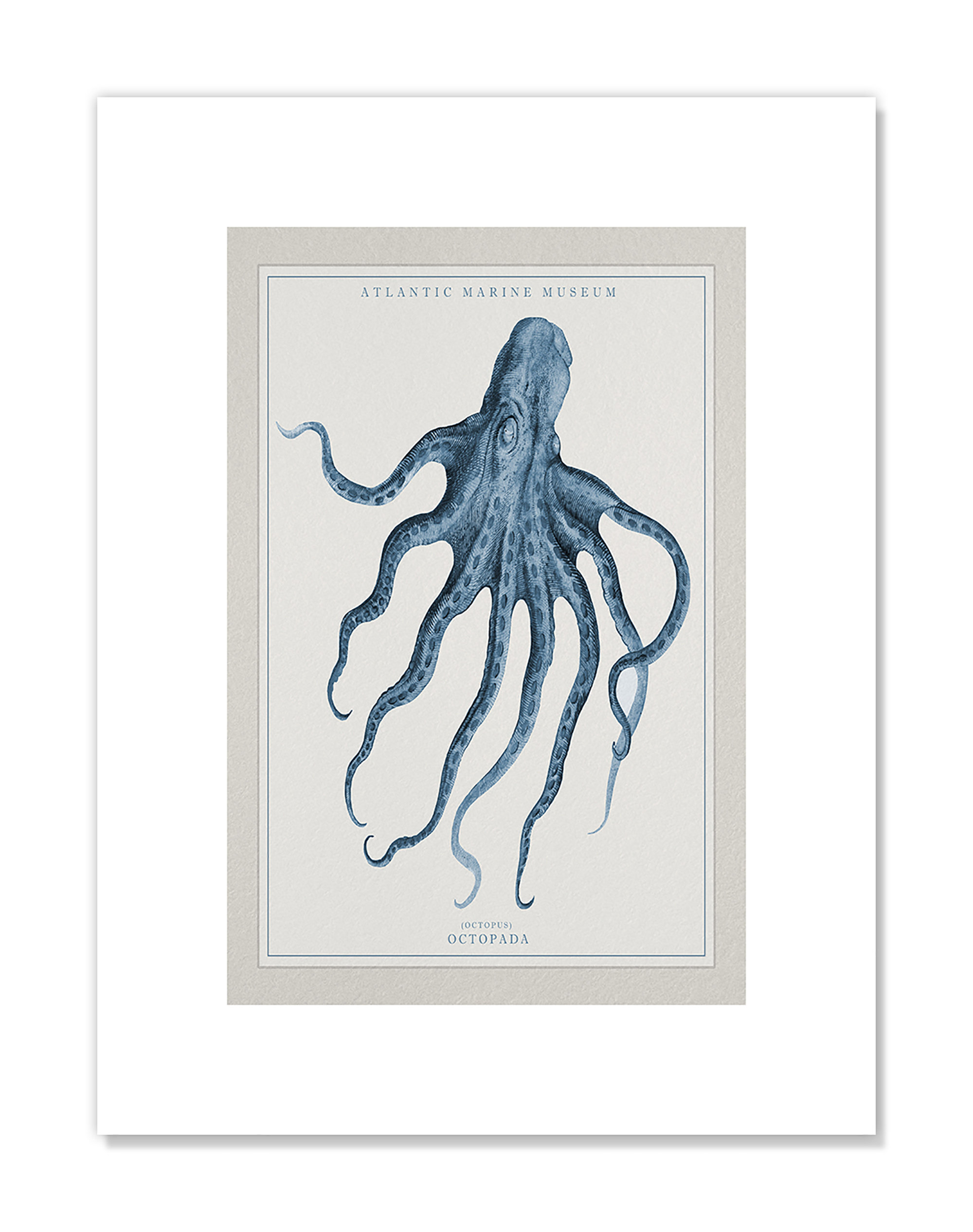 Casa Fine Arts Atlantic Marine Museum Octopus Atlantic Marine Museum ...