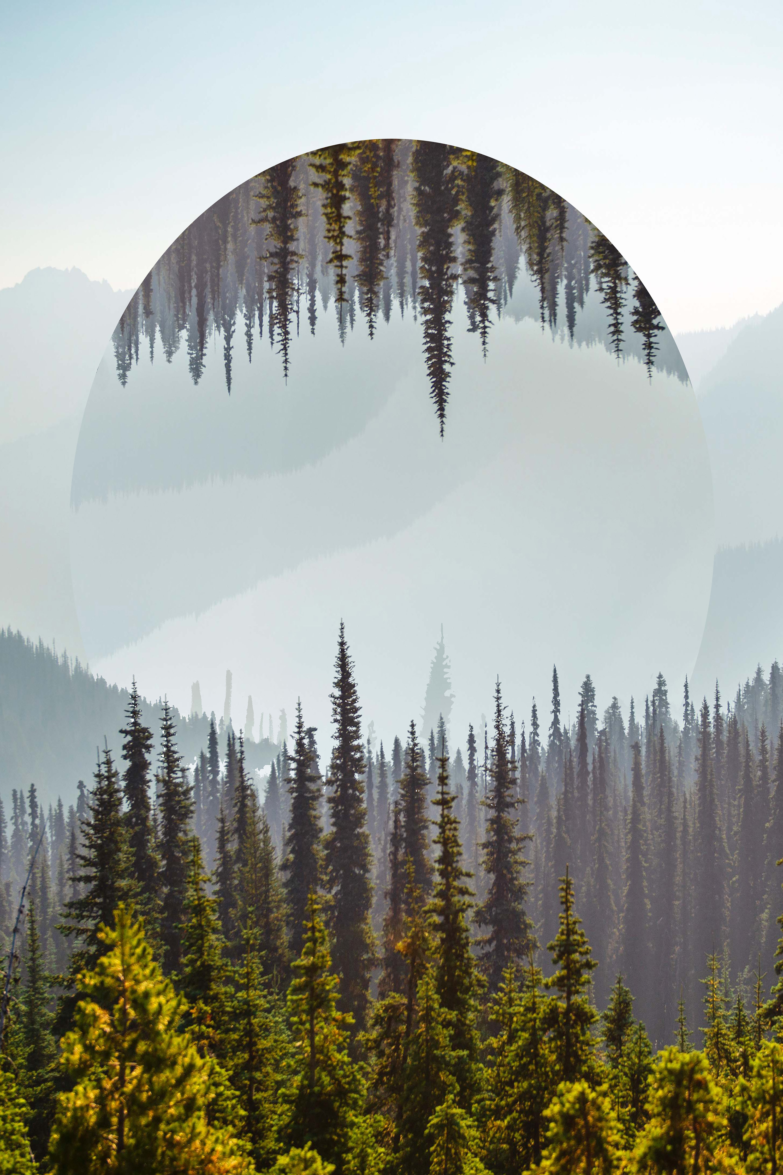 Millwood Pines Aymaan Western Treetops IV On Canvas by Vision Studio ...