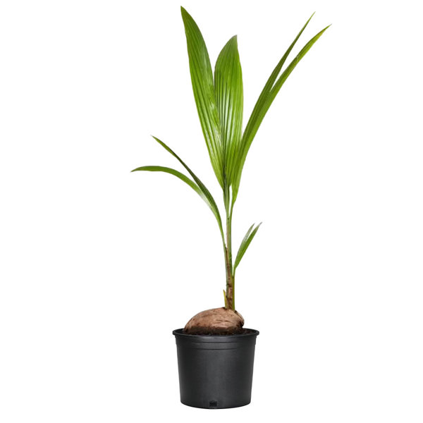 American Plant Exchange Coconut Palm Tree, Dwarf Malaysian Green ...