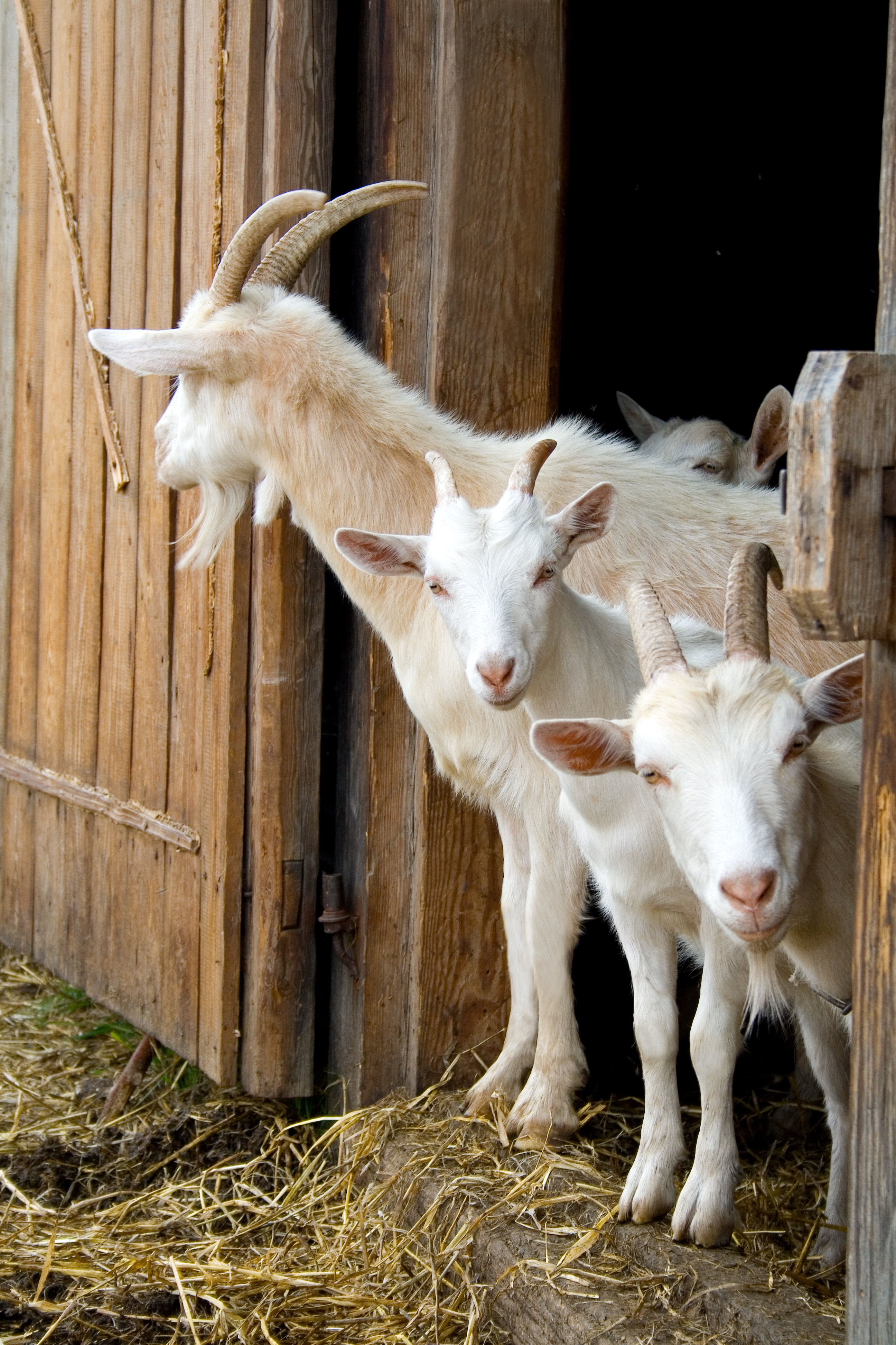 Gracie Oaks Pet Goats by - Wrapped Canvas Photograph - Wayfair Canada