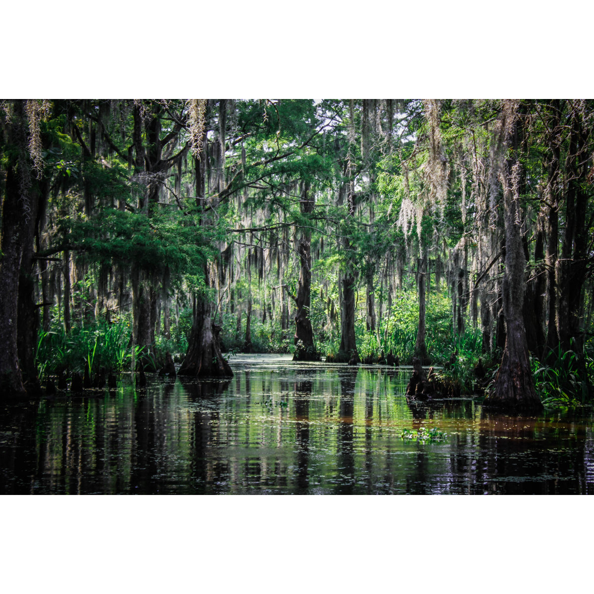 Millwood Pines Anees Trees Of The Louisiana Swamp On Canvas by Ben ...