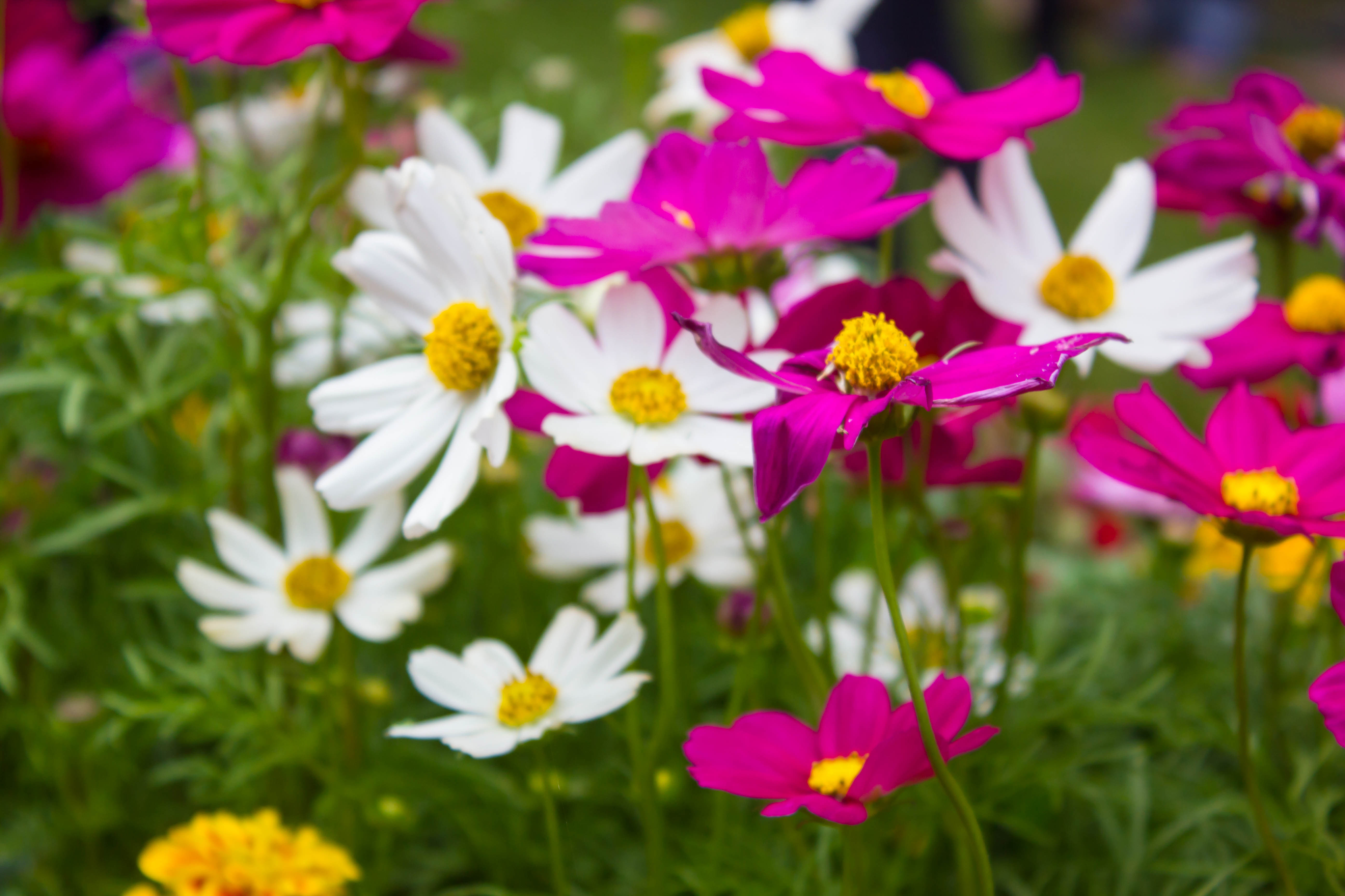 Ebern Designs Cosmos Flower by Leelaic-Nj - Wrapped Canvas Photograph ...