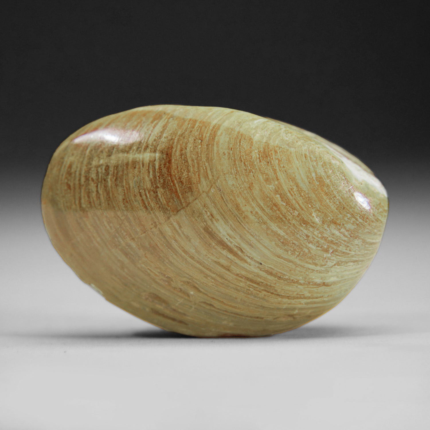 Astro Gallery of Gems Genuine Fossilized Sea Scallop (0.49 lbs) | Perigold