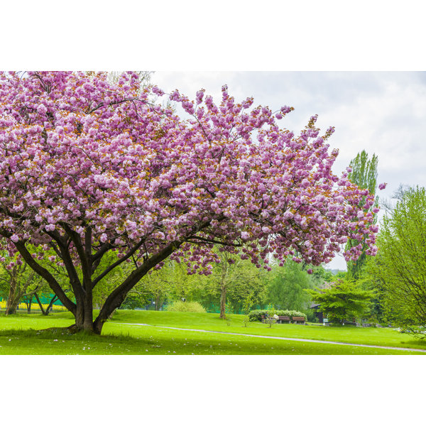 Ebern Designs Sakura Tree - Wrapped Canvas Print | Wayfair.co.uk