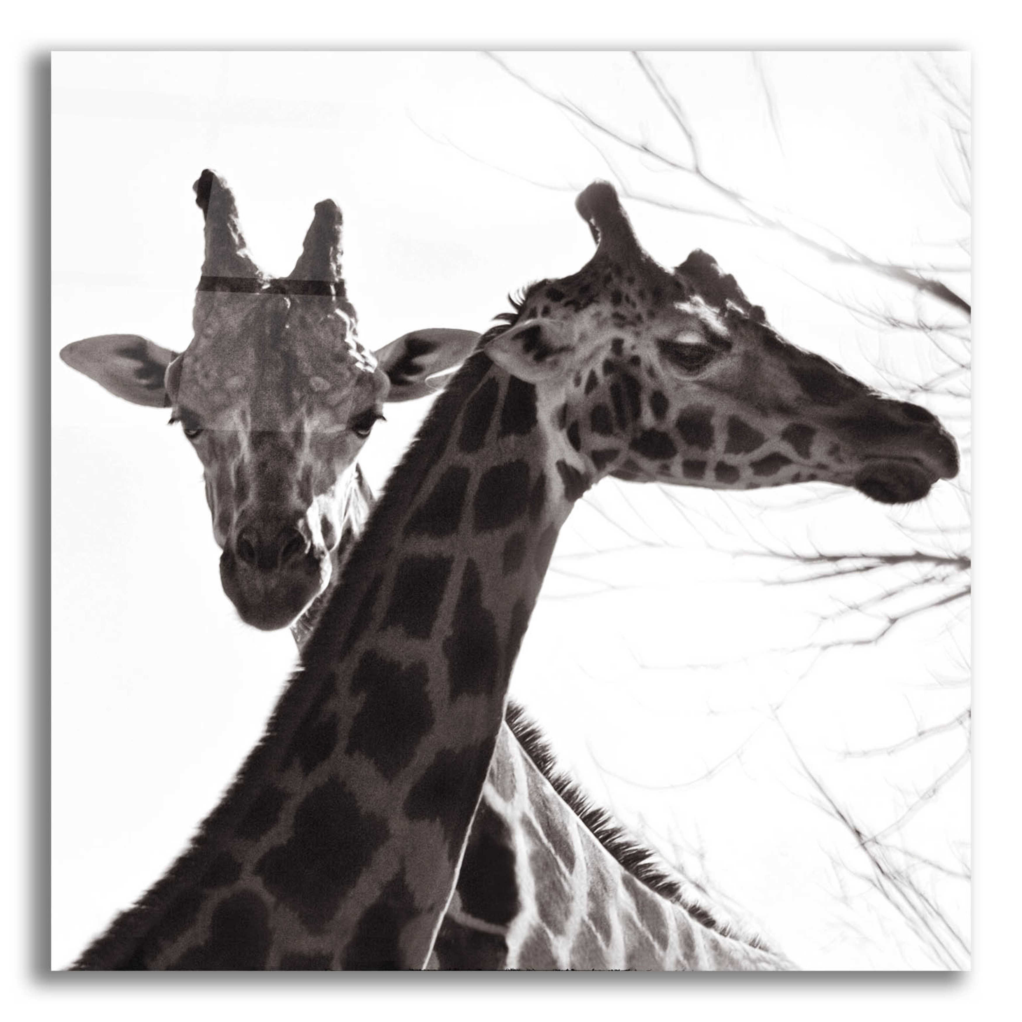 Latitude Run® ''Giraffe II'' By Debra Van Swearingen, Acrylic Glass ...
