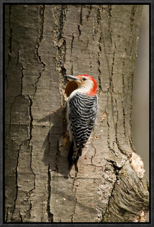 East Urban Home «Red-Bellied Woodpecker mâle at Nest Cavity, Huron ...