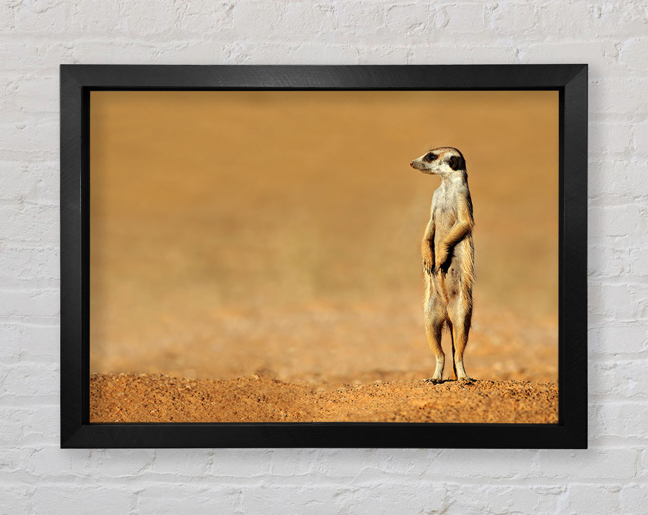 Bright Star Meerkat Lost - Single Picture Frame Art Prints | Wayfair.co.uk
