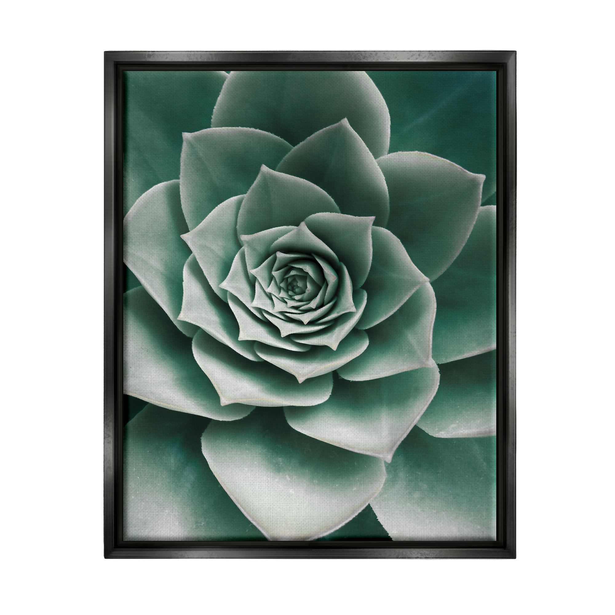 Dakota Fields Fearne Green Succulent by Sisi And Seb - Floater Frame ...