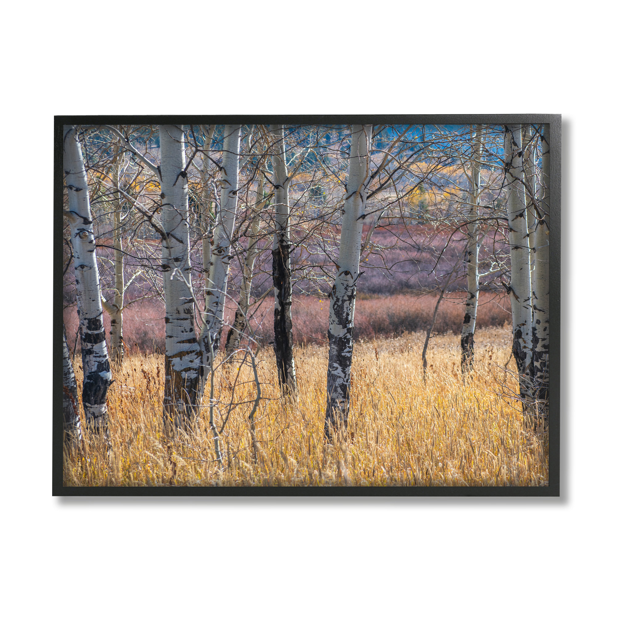 Stupell Industries Birch Trees Photography Canvas Wall Art Design by ...
