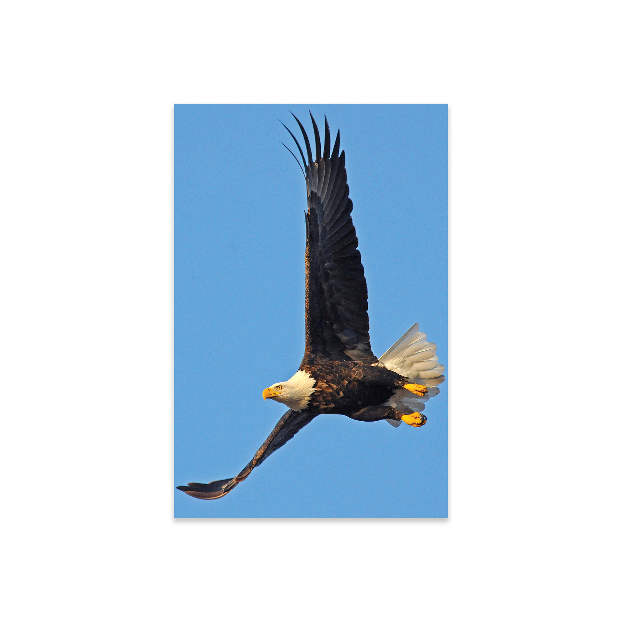 Loon Peak Soaring Print On Acrylic Glass - Wayfair Canada