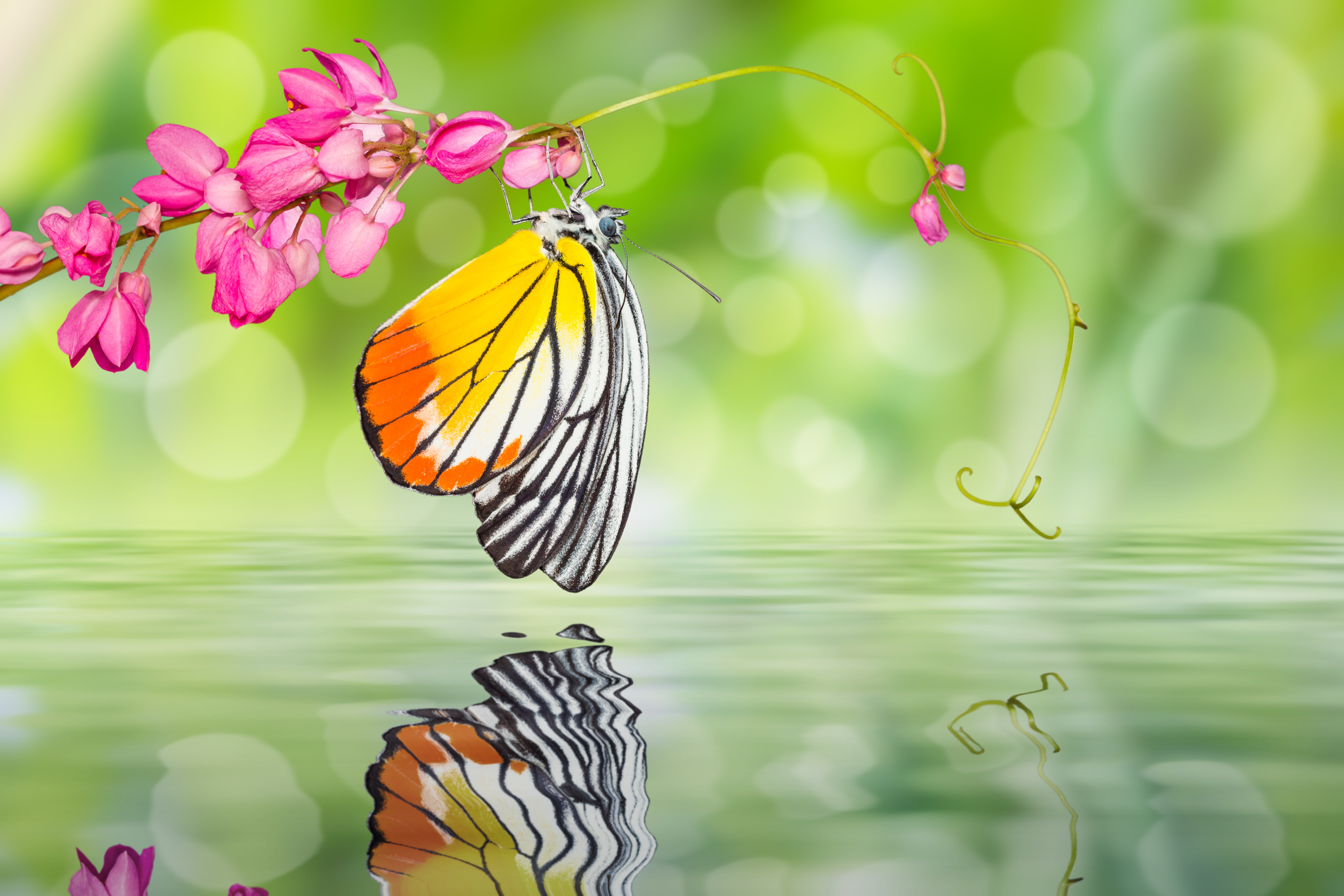 August Grove® Avianni Butterfly by Teptong - Wrapped Canvas Photograph ...
