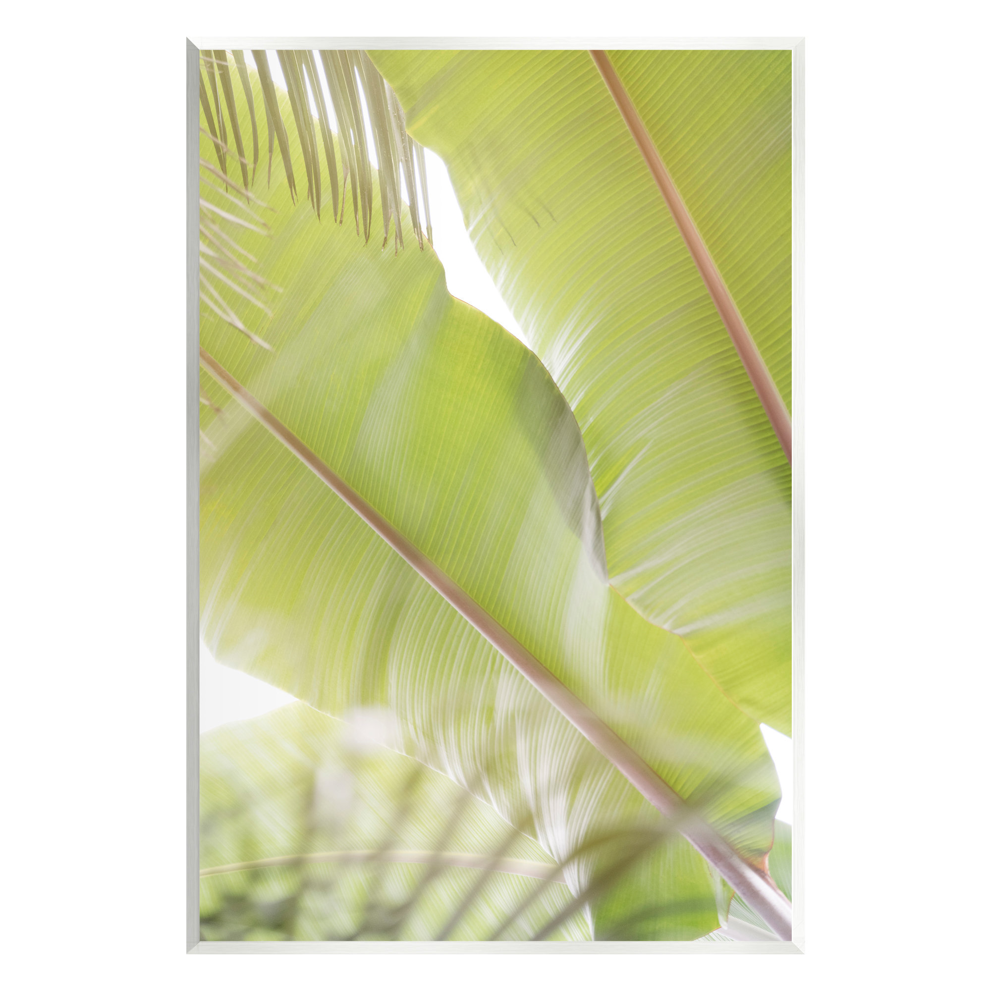 Stupell Industries Tropical Palm Modern View Floater Canvas Wall Art By ...