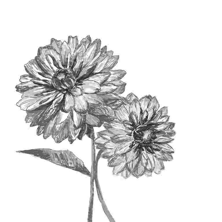Winston Porter Dahlia Sketch - Wrapped Canvas Drawing Print | Wayfair
