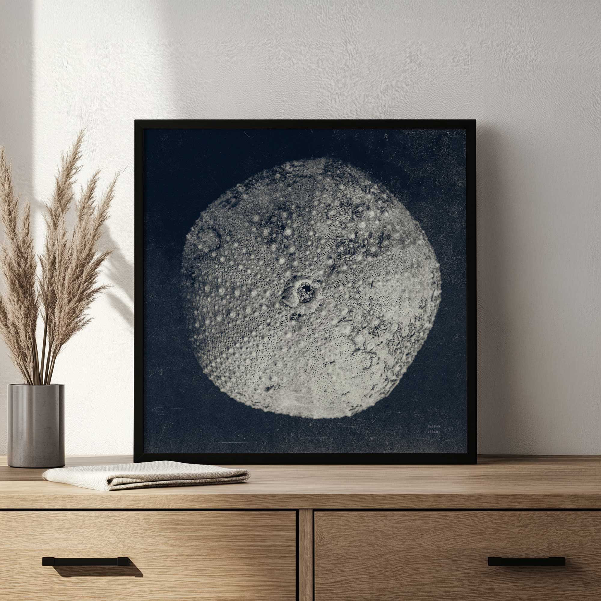 WayArt Urchin Still Life III by Nathan Larson Art Print | Wayfair