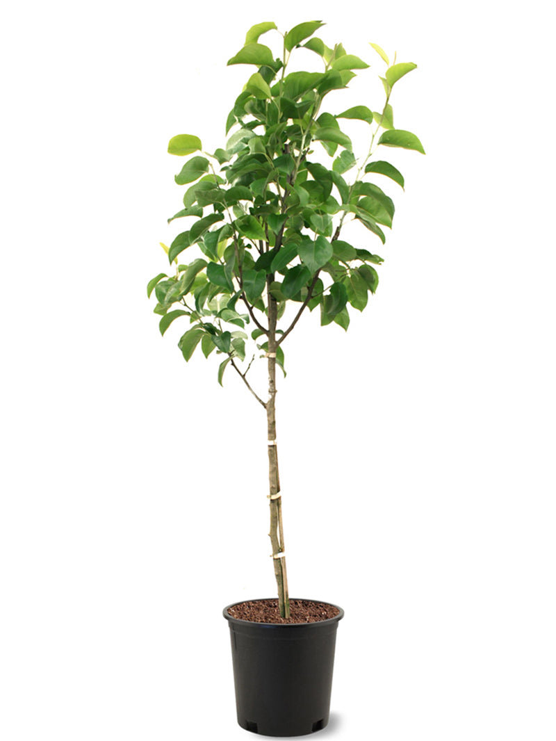 American Plant Exchange Live Fruit Tree Flordahome Pear, 5-Gallon Pot ...