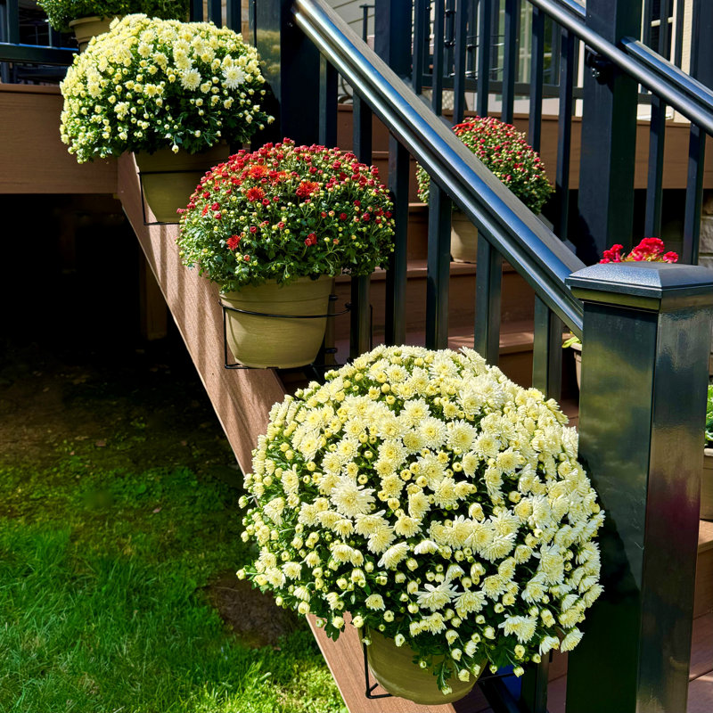 Bloem RailScapes Vertical Gardening Plant Clip For Thick Spindle ...