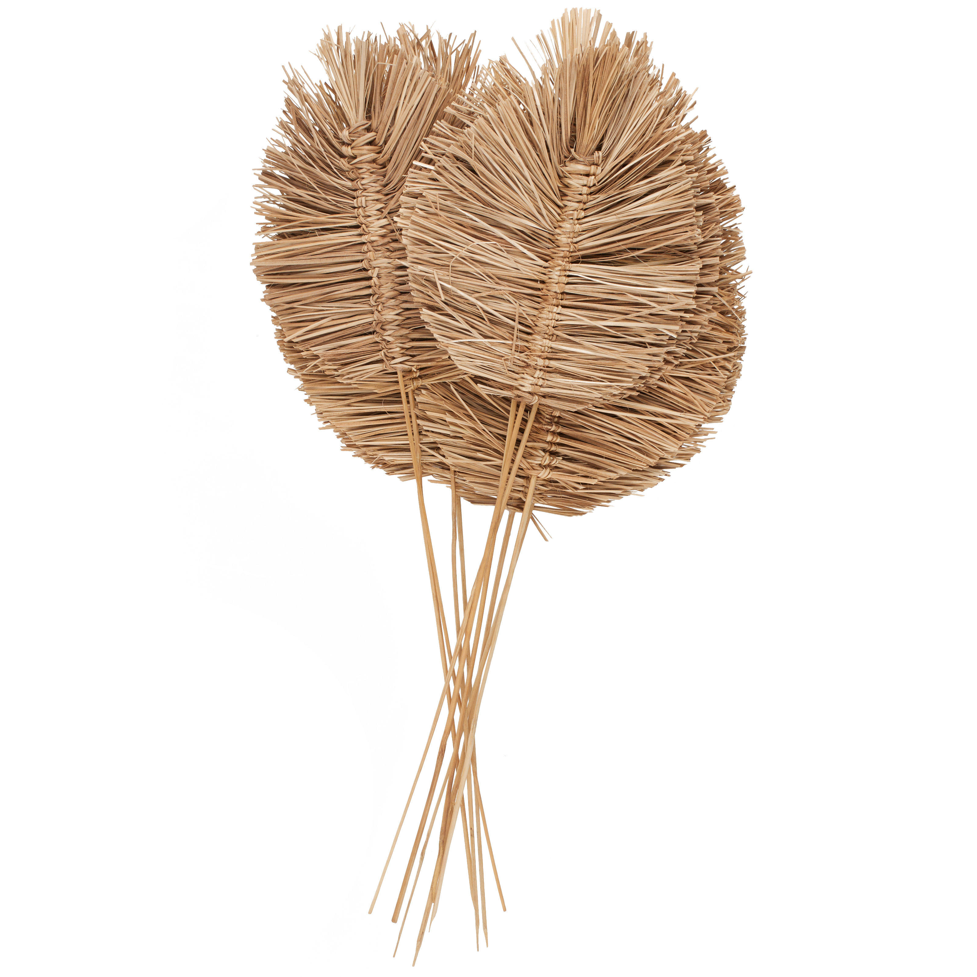Primrue Cole And Grey Dried Plant Tall Spear Natural Foliage With Sharp ...