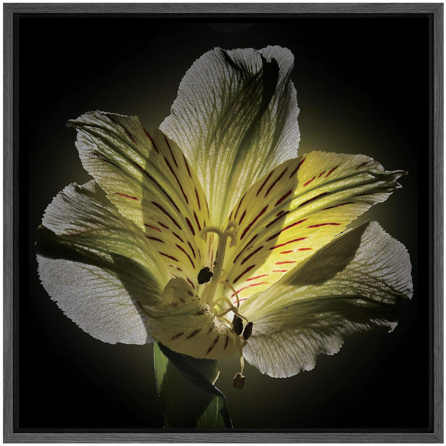 wall26 Incas Lily Flower Framed On Canvas Print | Wayfair
