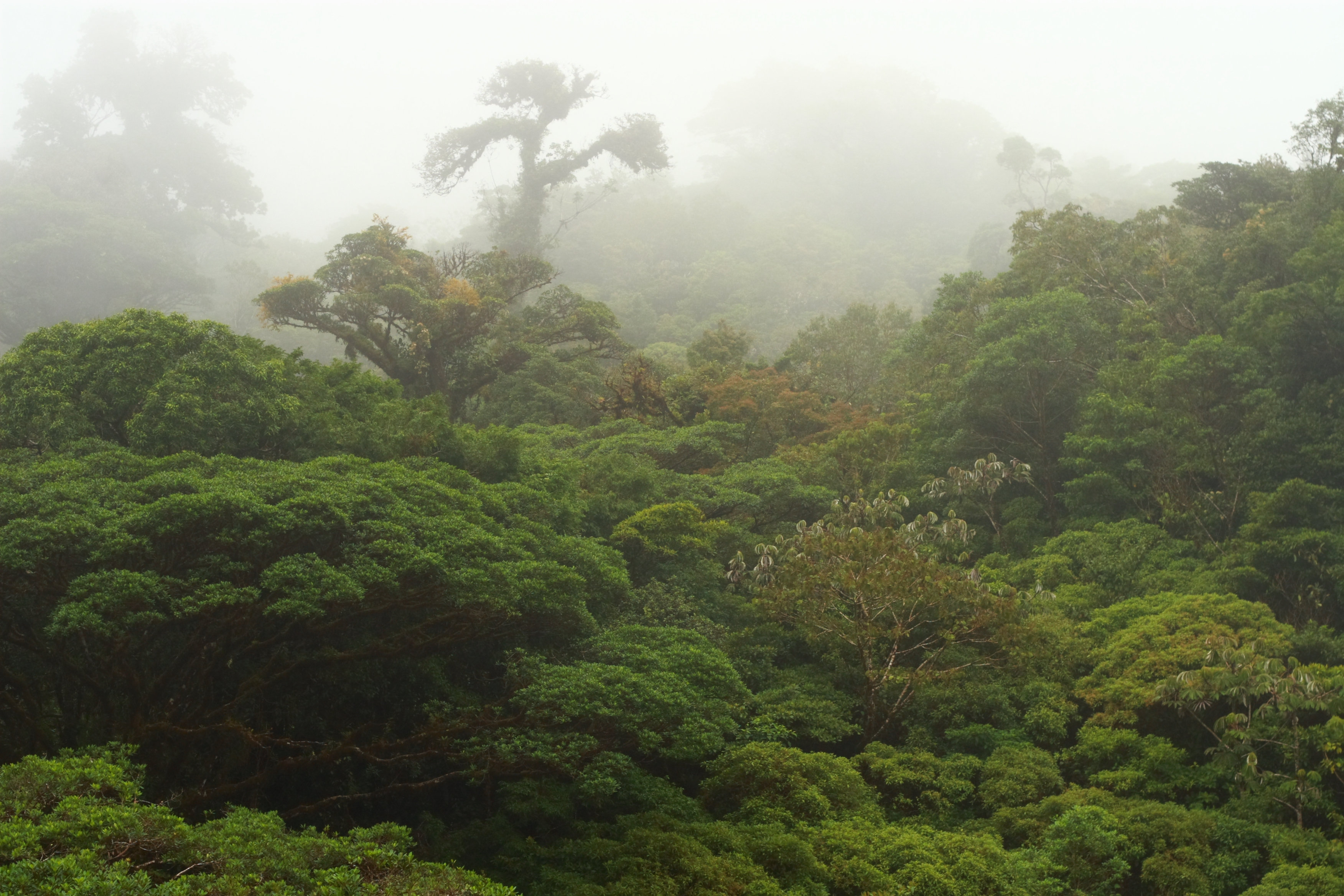 Alpen Home Dicksonville Forest In Costa Rica - Wrapped Canvas ...