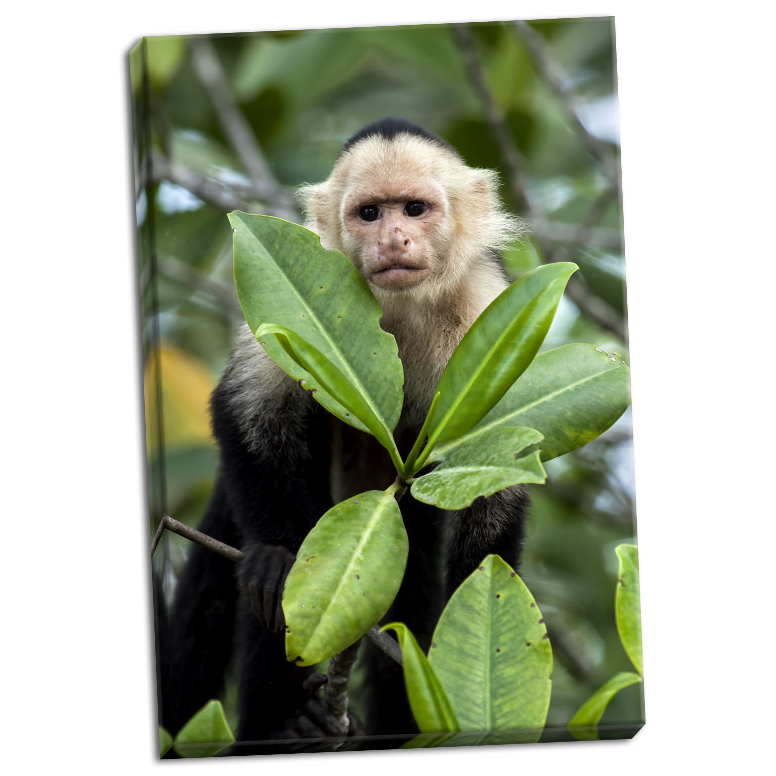 Latitude Run® 'Capuchin Monkey I' Photographic Print on Wrapped Canvas ...