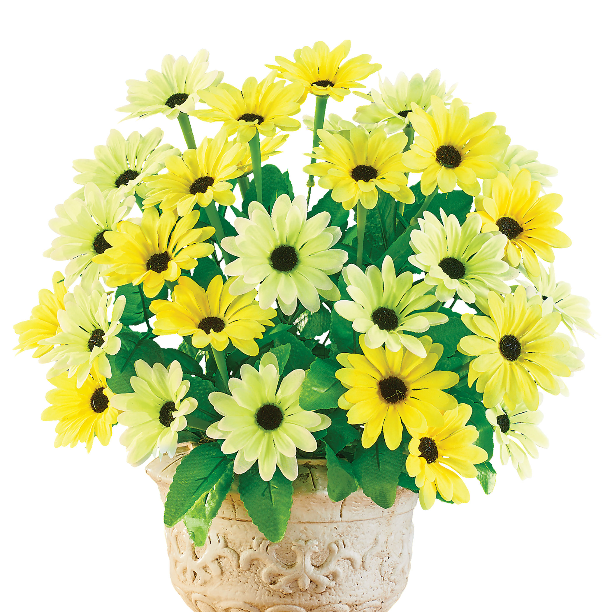 Primrue Eyed Susan Bushes Mixed in Planter & Reviews - Wayfair Canada