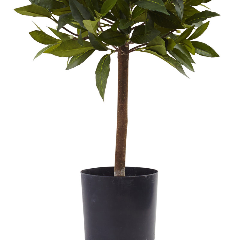 Charlton Home® 24" Artificial Sweet Bay Tree in Pot & Reviews | Wayfair