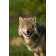 Latitude Run Smiling Grey Wolf by Jimkruger - Wrapped Canvas Art Prints ...