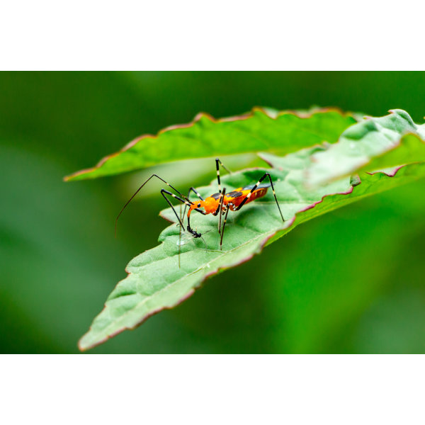 17 Stories Assassin Bug - Print | Wayfair.co.uk