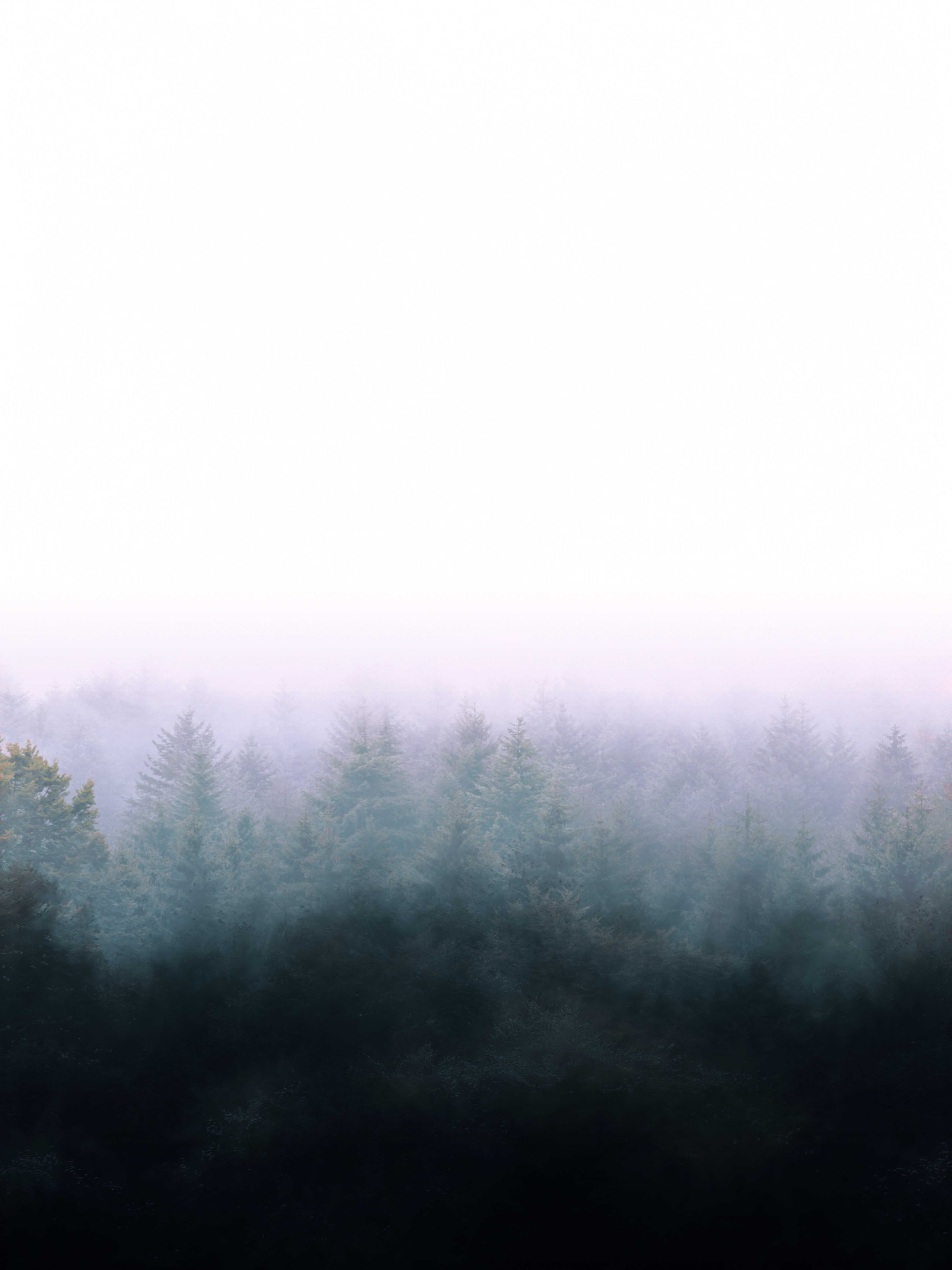 Millwood Pines Scenic Treeline - Wrapped Canvas Print | Wayfair