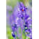Latitude Run Kempas Red Ladybird - Wrapped Canvas Print | Wayfair.co.uk