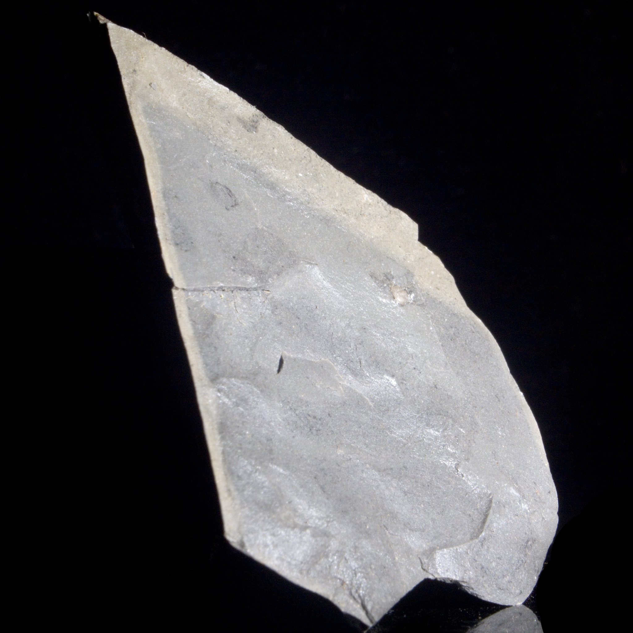 Latitude Run® Fossil Agnostida. Conasauga Shale, Alabama | Wayfair