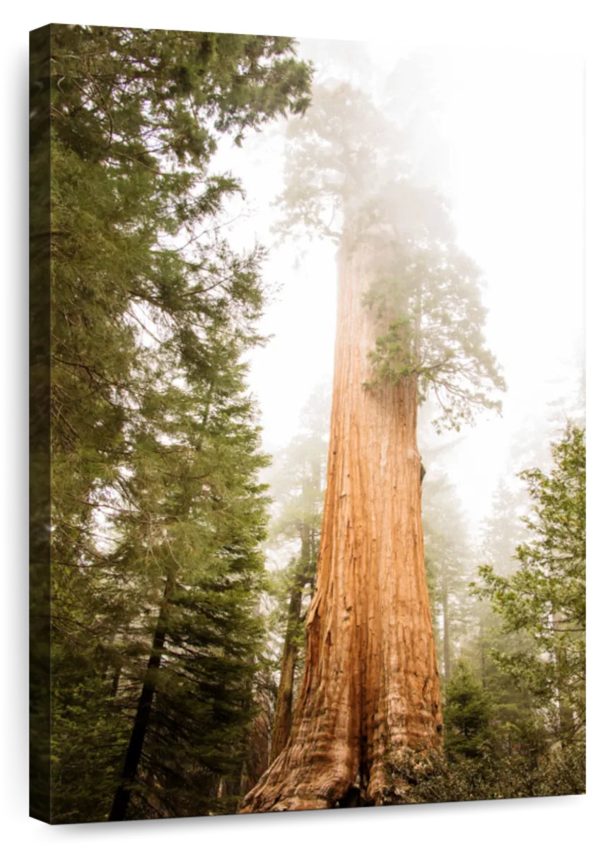 Ebern Designs Sequoia Redwood Tree | Wayfair