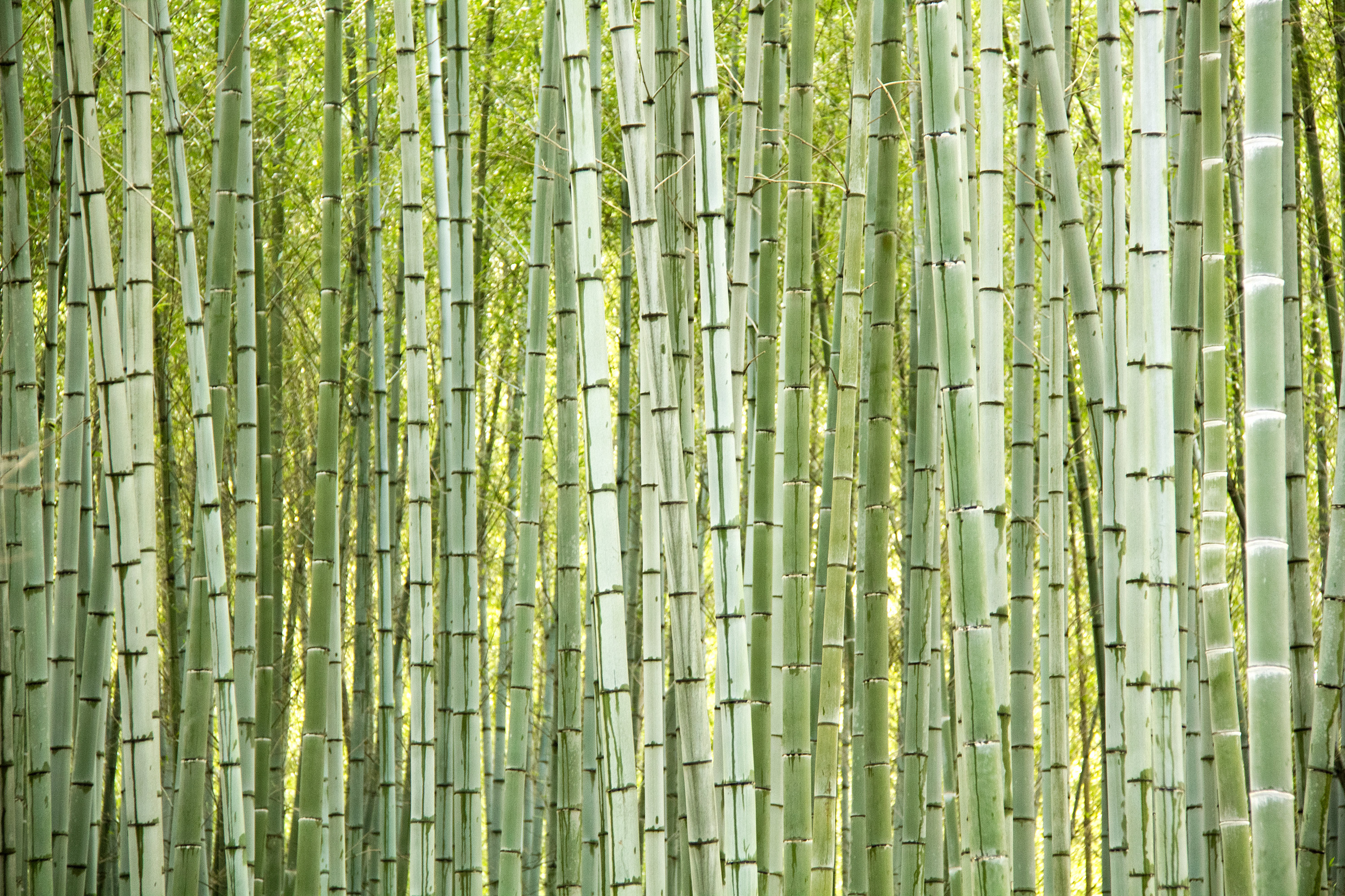 Bay Isle Home™ Bamboo Trees - Wrapped Canvas Photograph | Wayfair
