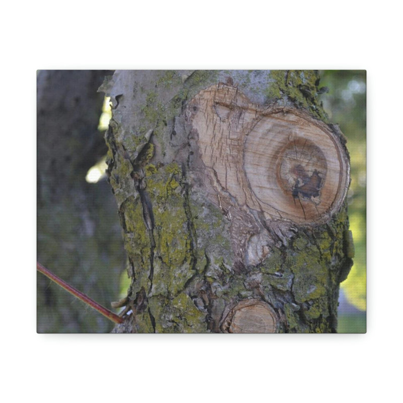 Loon Peak® Stretched Tree - Unframed Illustration on Canvas | Wayfair