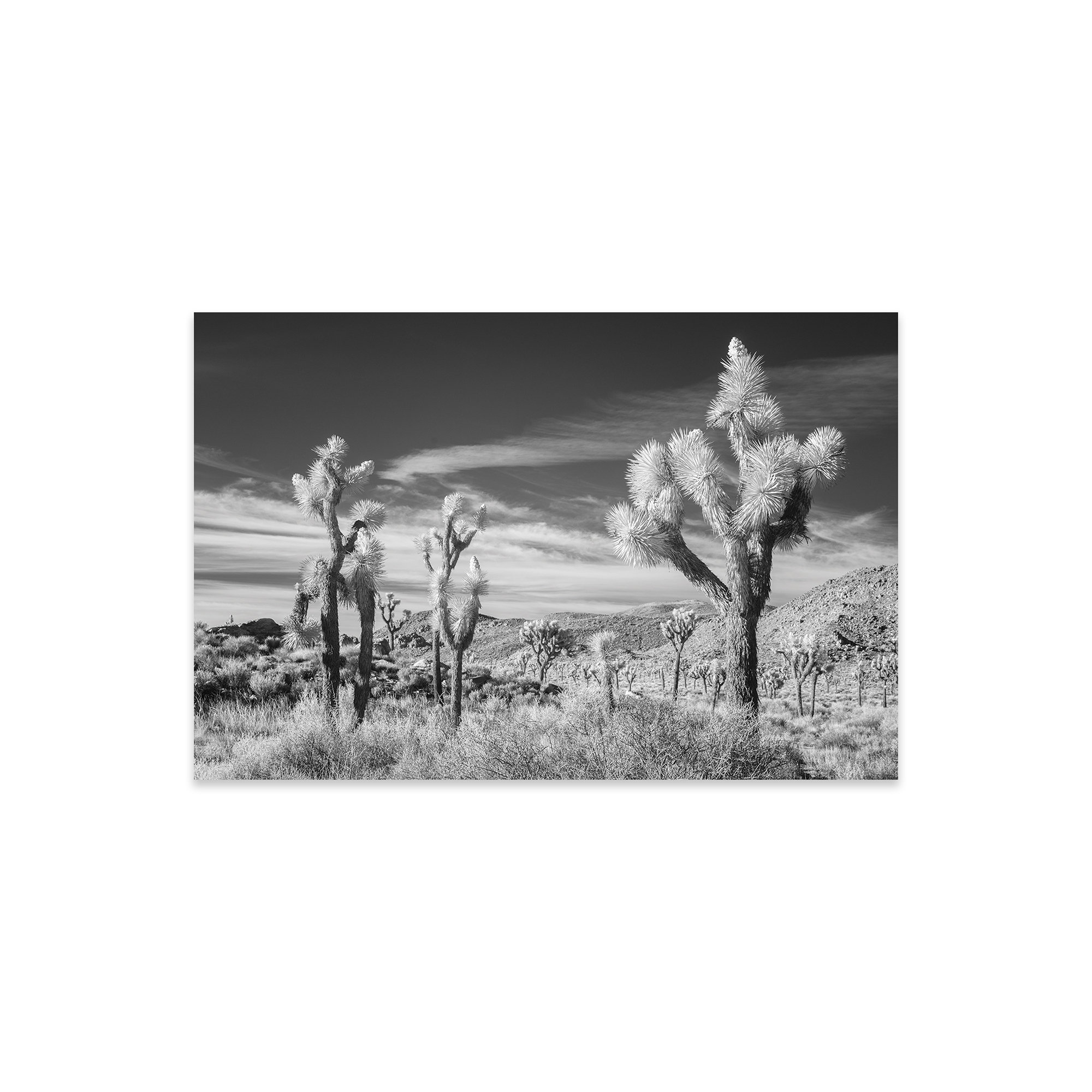 Ebern Designs California Joshua Tree XIII On Plastic/Acrylic by David ...