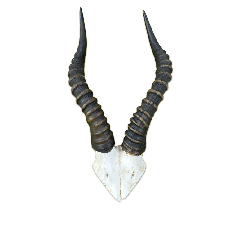 Union Rustic Real Blesbok Antelope Skull V-Shape - Wayfair Canada