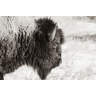 Union Rustic Keishon Bison Profile BW by Nathan Larson - Wrapped Canvas ...