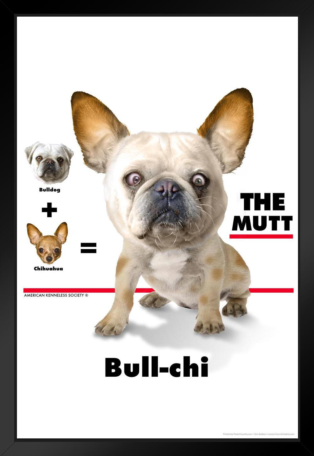 Trinx Bull Chi The Mutt Funny Hybrid Dog Posters For Wall Funny Dog ...