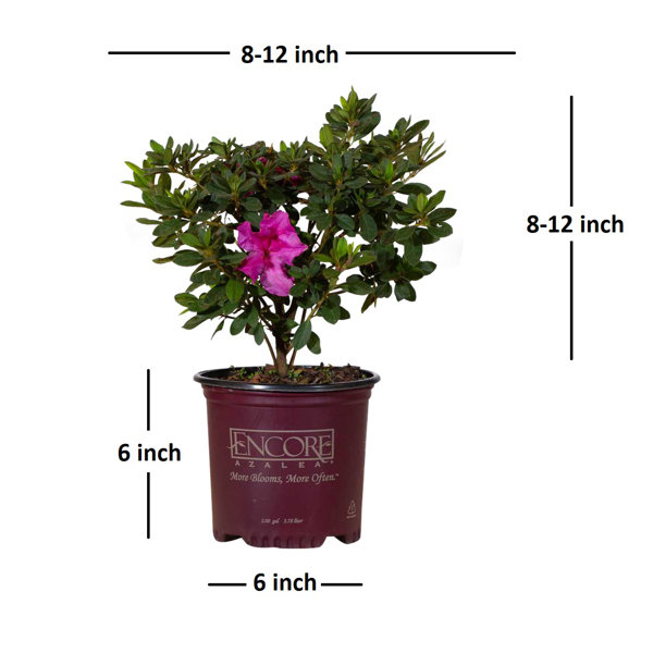 Encore Azalea 1 Gallon Autumn Royalty Encore Azalea - Reblooming ...