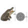 Design Toscano Snapping Swamp Gator Statue & Reviews | Wayfair