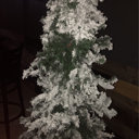 BarnwoodUSA Solid Color Wood Tree Collar & Reviews | Wayfair