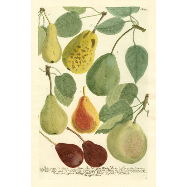 Marlow Home Co. Plentiful Pears I by Johann Weinmann - Wrapped Canvas ...