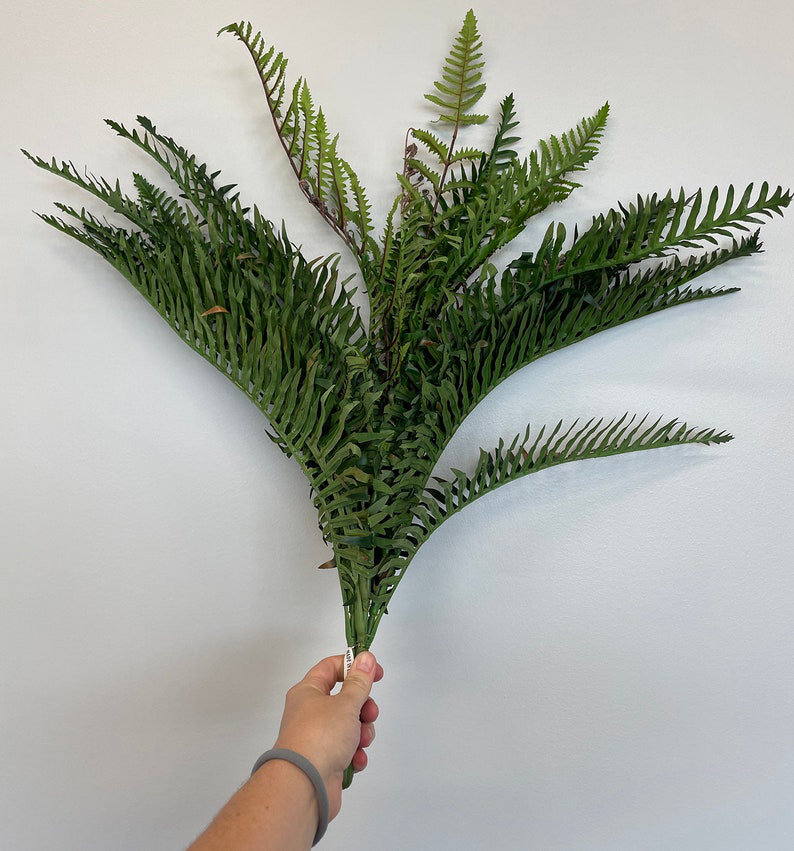 Primrue Silk Fern Arrangement | Wayfair