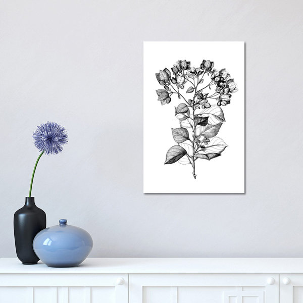 ClassicLiving Botanical Black And White I by Kelly Donovan - Wrapped ...