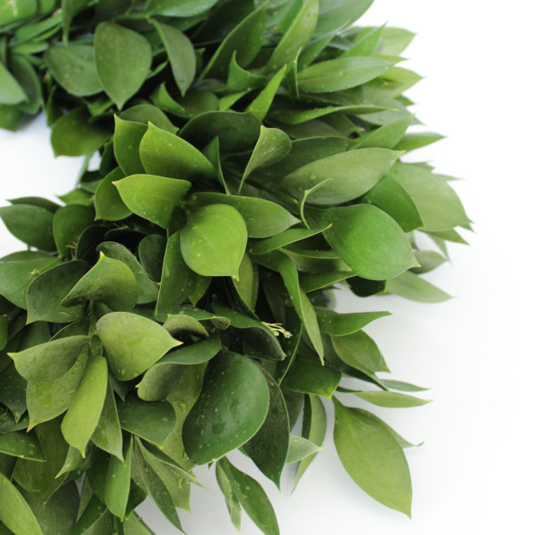 Primrue Handcrafted Fresh Israeli Ruscus Greenery 20'' Wreath | Wayfair