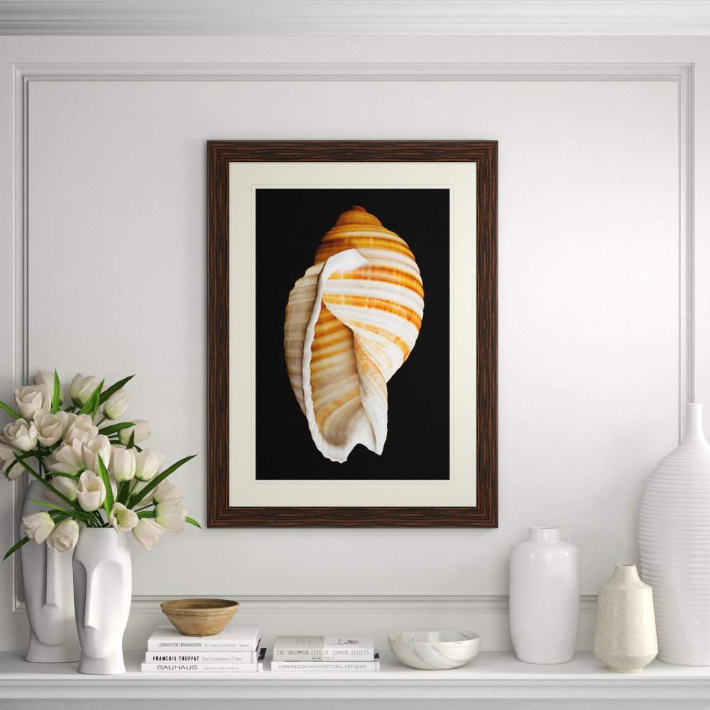 Wendover Art Group Large Shell 7 - Picture Frame Graphic Art | Wayfair