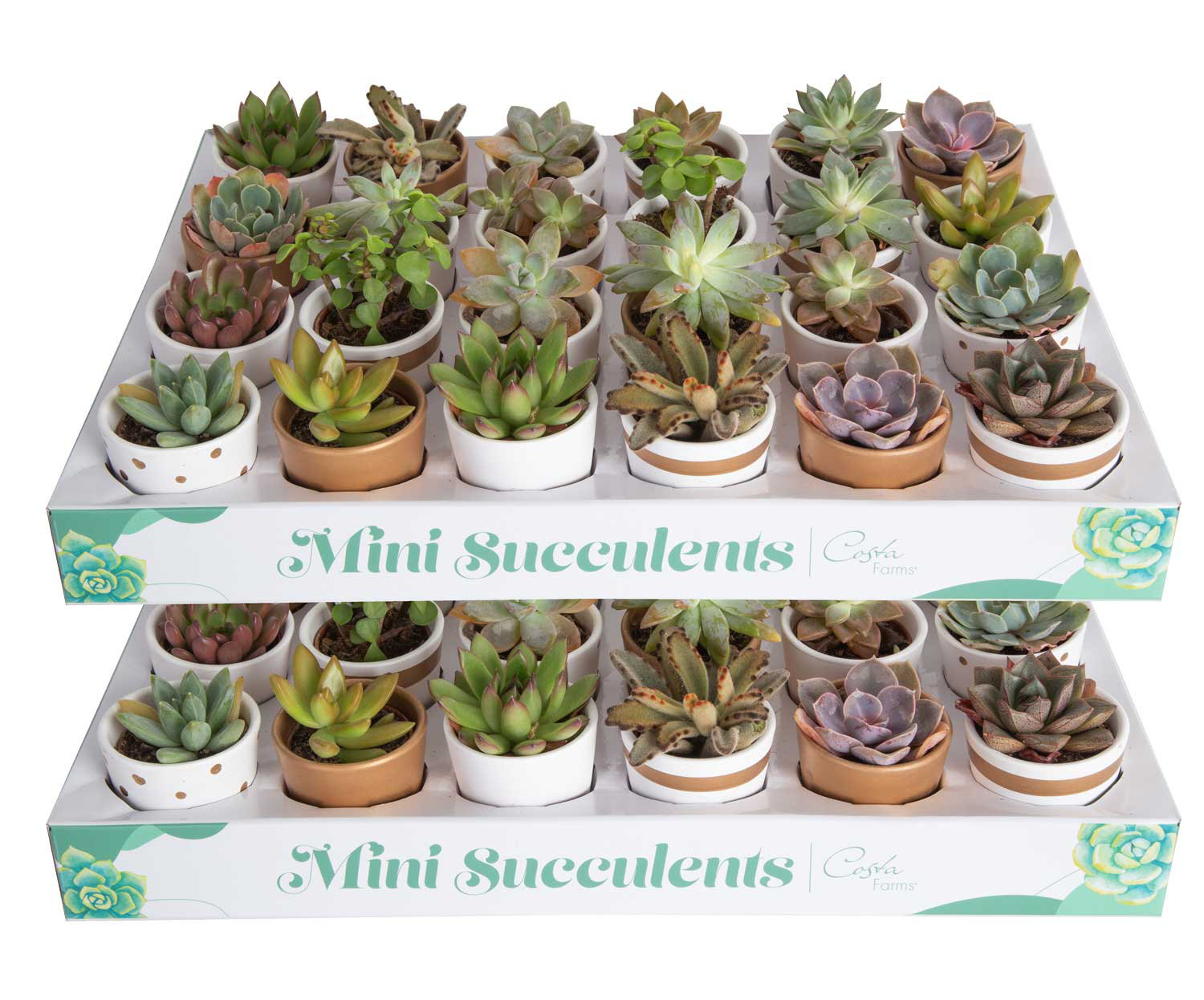 Costa Farms 48 Piece Costa Farms Live Mini Succulent Low Maintenance ...