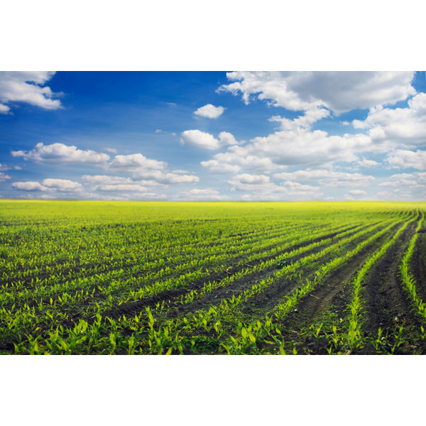 August Grove Curved Rows Of Spring Corn by Luckybusiness - Wrapped ...