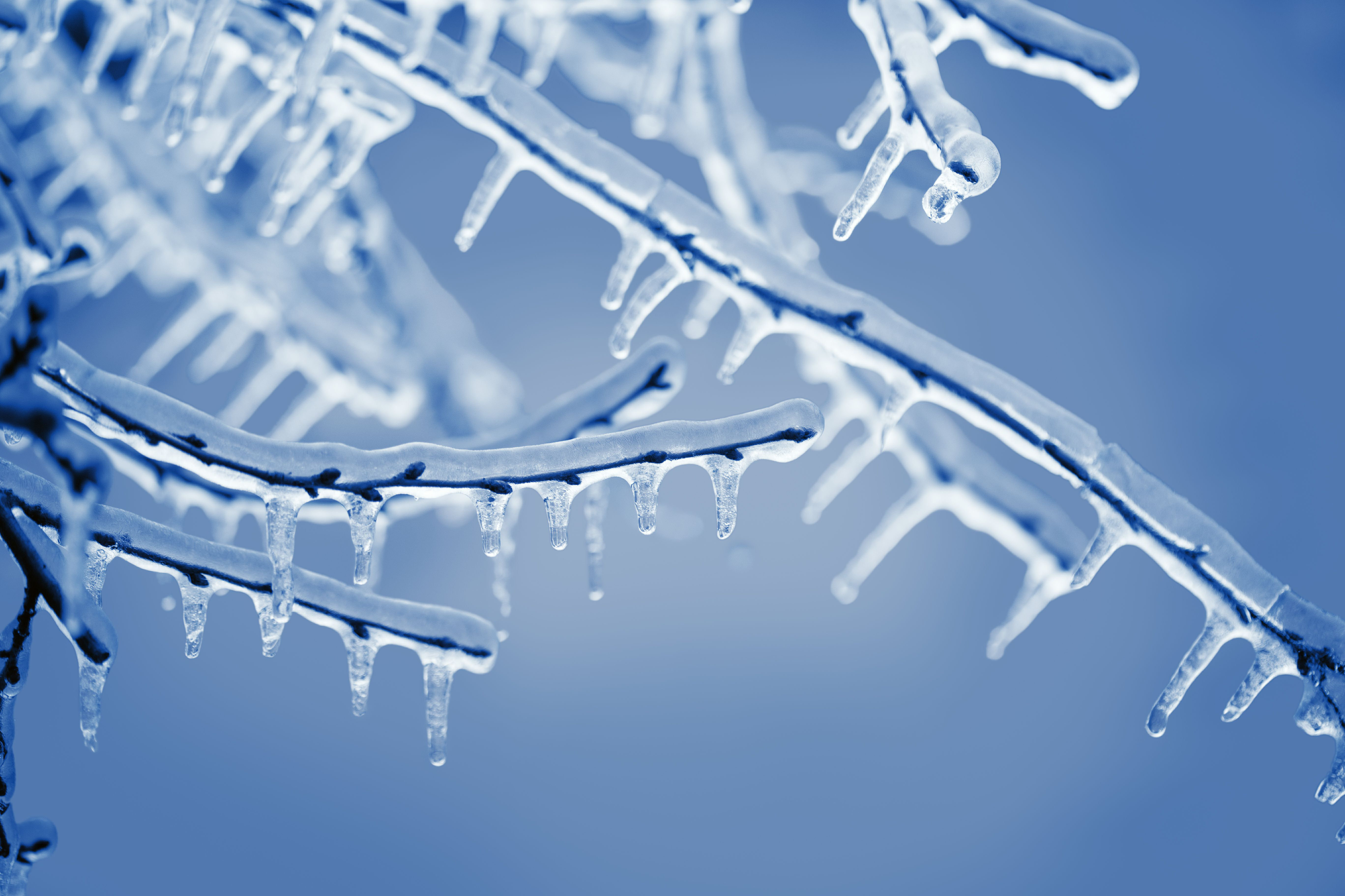 Ebern Designs Bronach Branches Frozen In Ice - Print | Wayfair