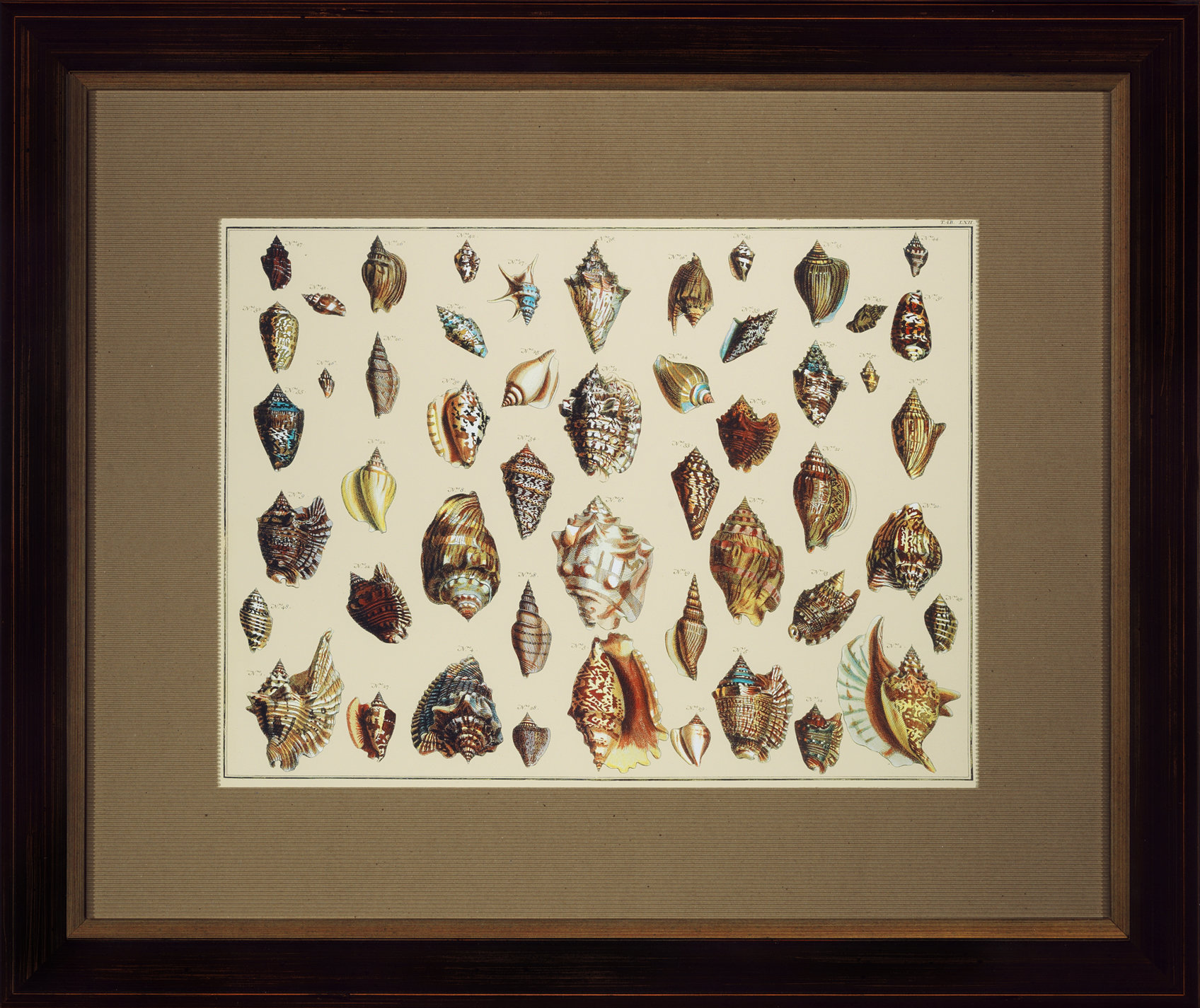 Wendover Art Group Shell Diagram I - Picture Frame Graphic Art | Wayfair